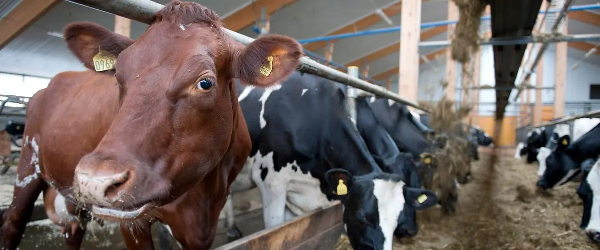 Kontroll av foderstater, mjölkkor - Greppa